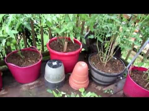 Gardening 101 Ep8: Top Dressing Tomatoes & Peppers, Mulching, Container Herbs & Spraying Tips