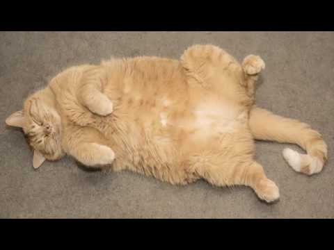 Top 5 fat cats pictures that make you laugh