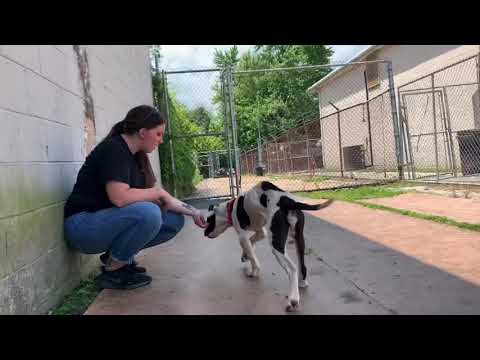 Amos Learns What Love Is!