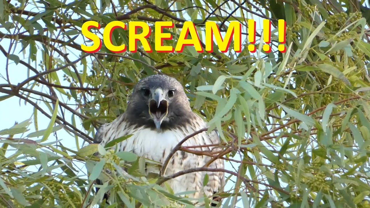Red tailed Hawk SCREAM [No Narration]