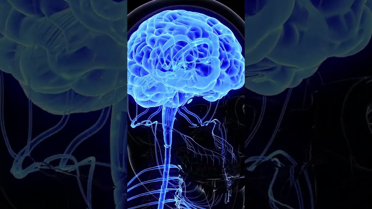 Introduction to central nervous system