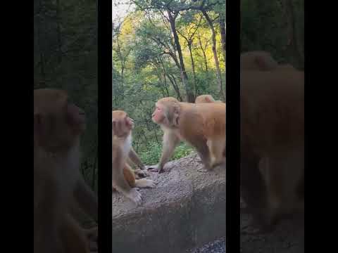 Mating season Monkey Mating