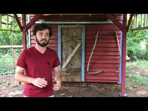 1900 Barn Renovation by College Interns on Crinum Lily Farm