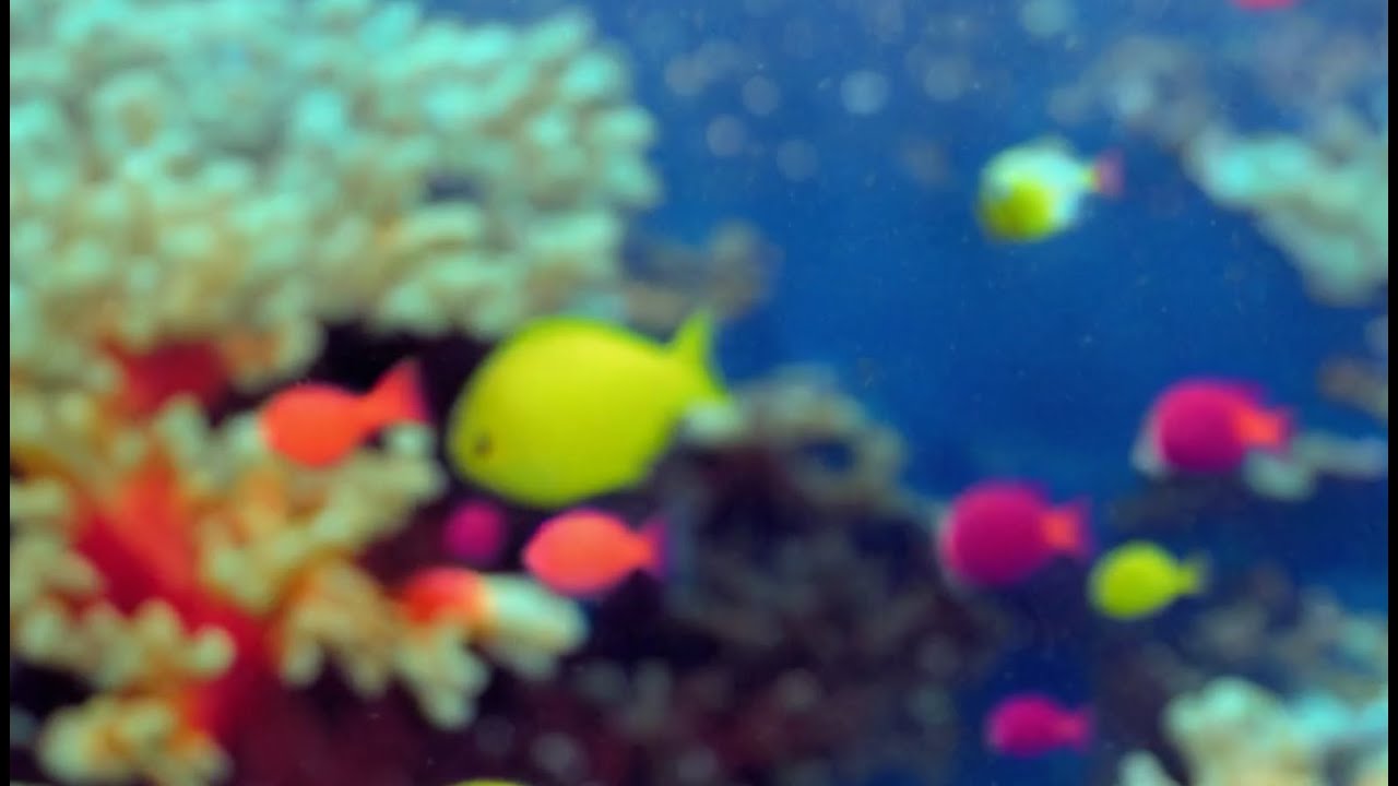 False color trippy underwater coral AI video - stable diffusion