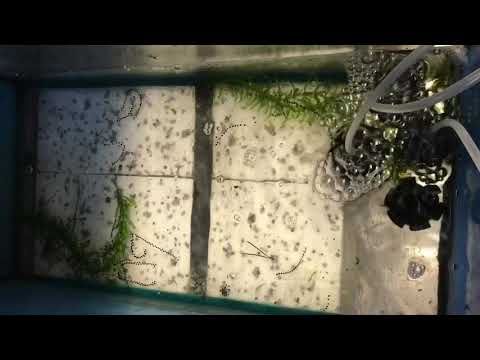 Comman toad spawn egg to toadlet lifecycle