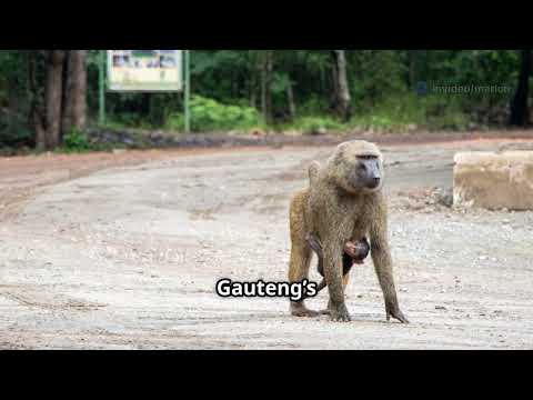 Discover Gauteng: Hidden Gems Unveiled!