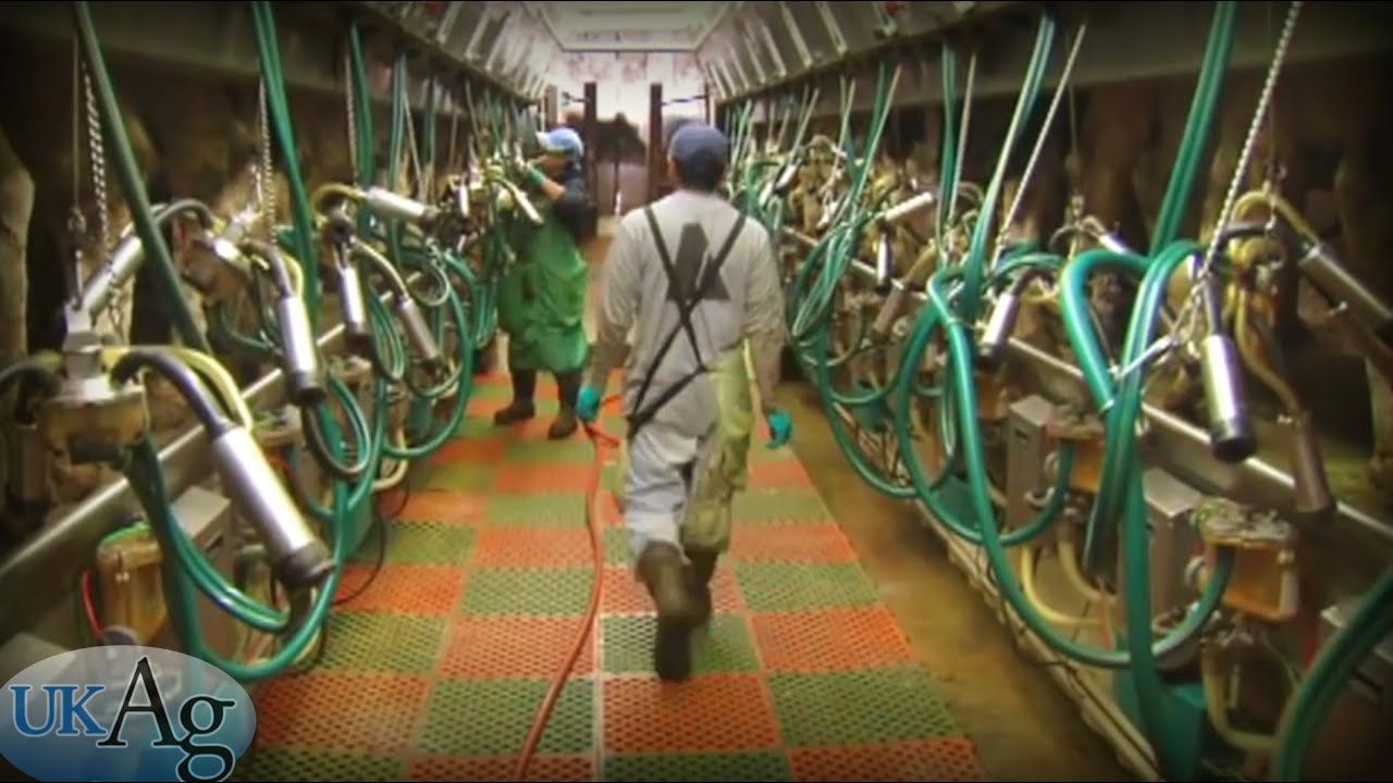 Milking Procedures for Maximum Milk Quality