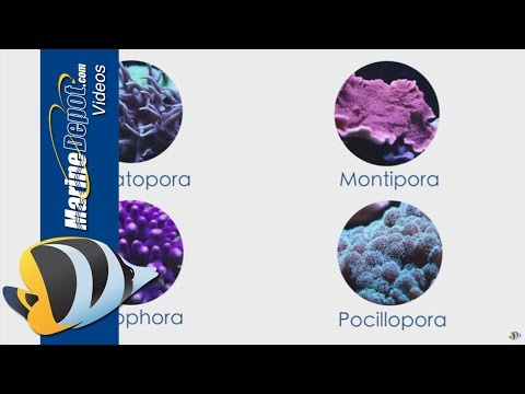 SPS Coral Care: Tips, Tricks & Techniques to Help You Succeed