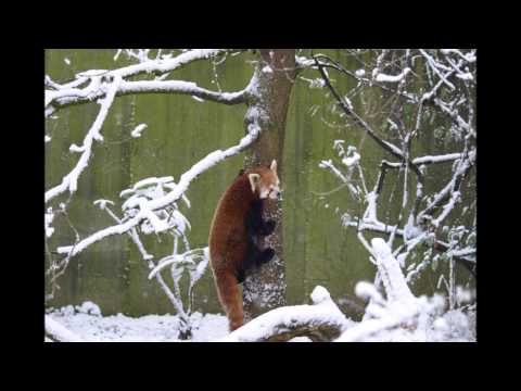 Chester Zoo in the Snow! | Christine Lucas
