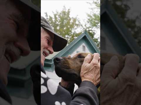The Loyalty of a Plott Hound