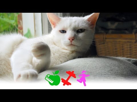 El Gato de Angora Turco: origen, imágenes y características | Mascotas