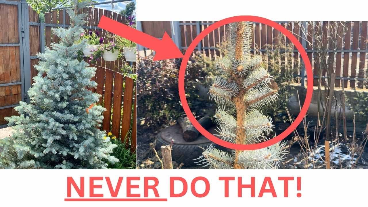 How to Properly Prune a Spruce Tree – The Secrets You Need to Know!
