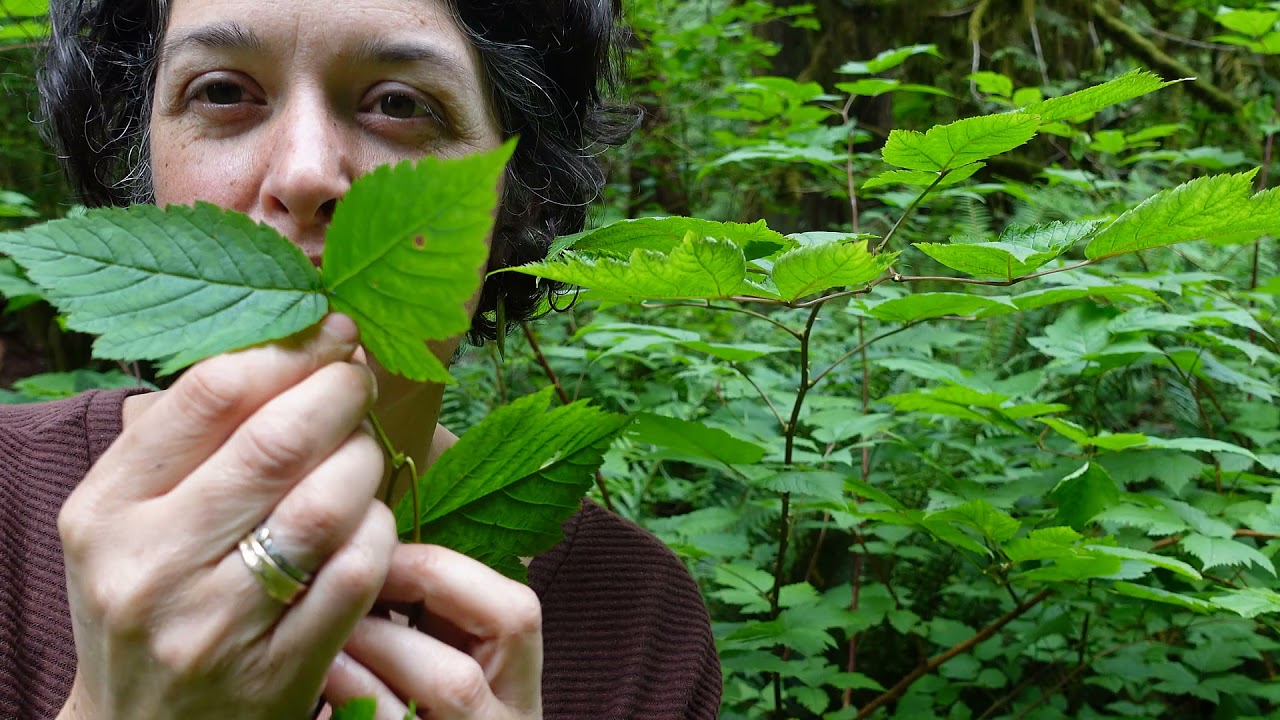 Plant ID: salmonberry (Rubus spectabilis)