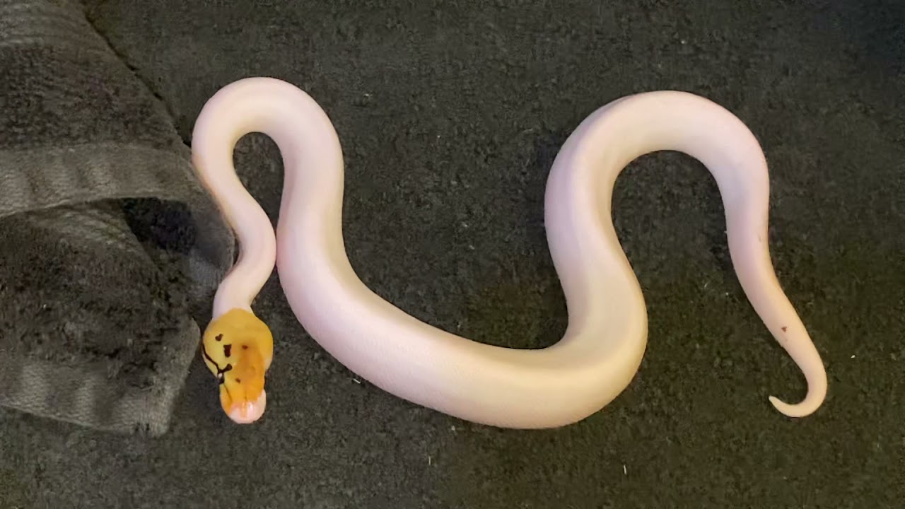 Bumblebee Pied Ball Python Unboxing