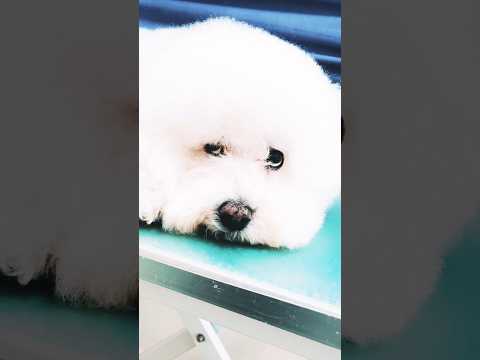 Ollie bichon #music #soul #love #song #live #groomerlife #groomer #doggroomingtools #dog #pets