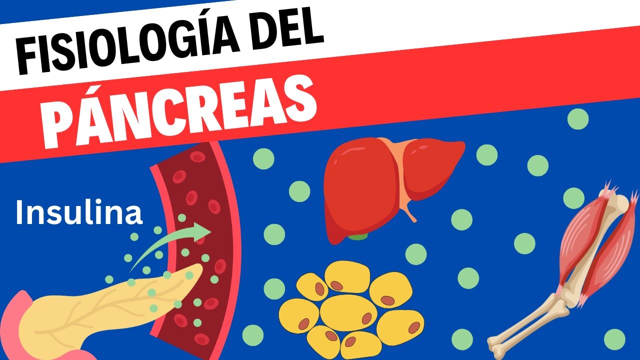 Physiology of the endocrine pancreas