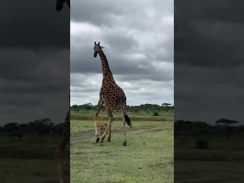 Lionesses attempt to take down a fully grown male giraffe | Serengeti, Tanzania