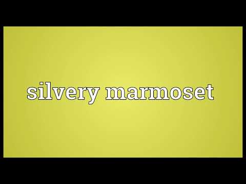 Silvery marmoset Meaning