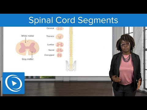 Spinal Cord Segments: Anatomy of the Nervous System – Physiology | Lecturio Nursing