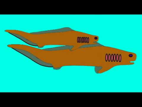 PL1: ORDER OF FOSSIL JAWED FISH
