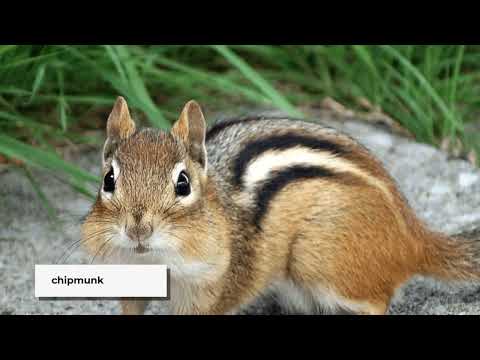 Fun 3rd Grade Vocabulary Quiz for Kids : Match the Word to the Picture!