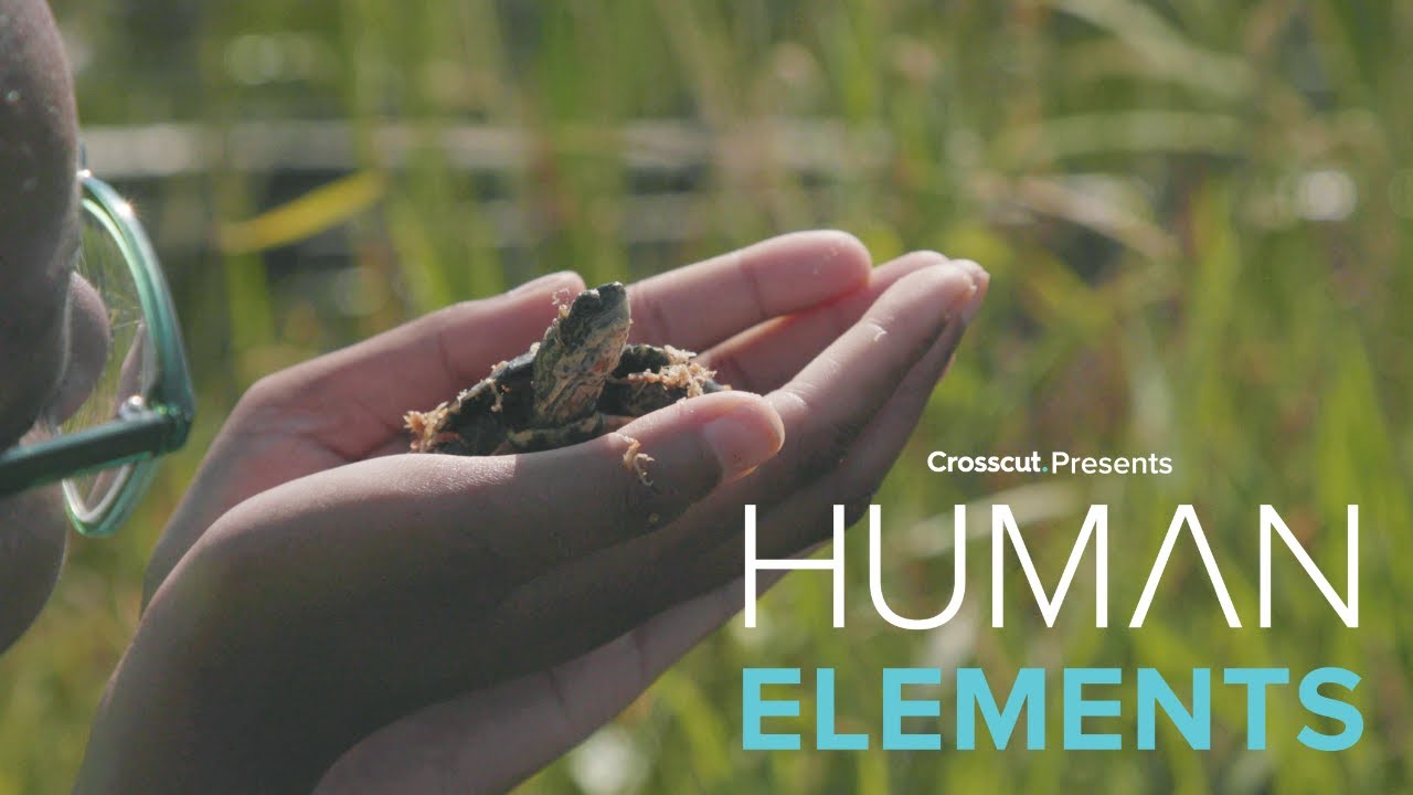 Saving Washington's Freshwater Turtles | Human Elements