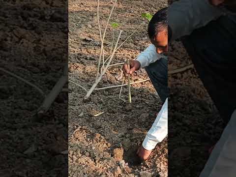 poplar tree plantation from cutting #agriculture #plants #shortsvideo #treefarming