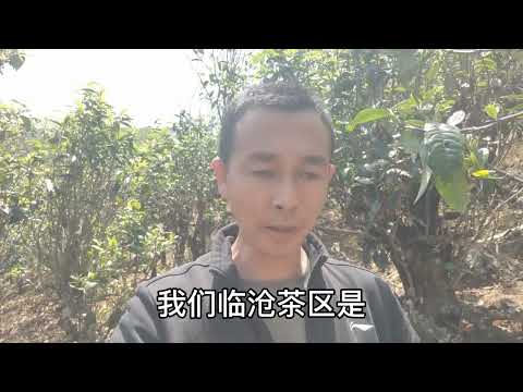 古树茶进入全面开采期,价格平稳,坝糯小户赛冰岛坝歪开始加工