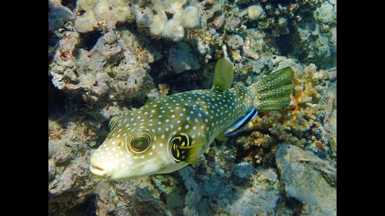 Whitespotted puffer  HD