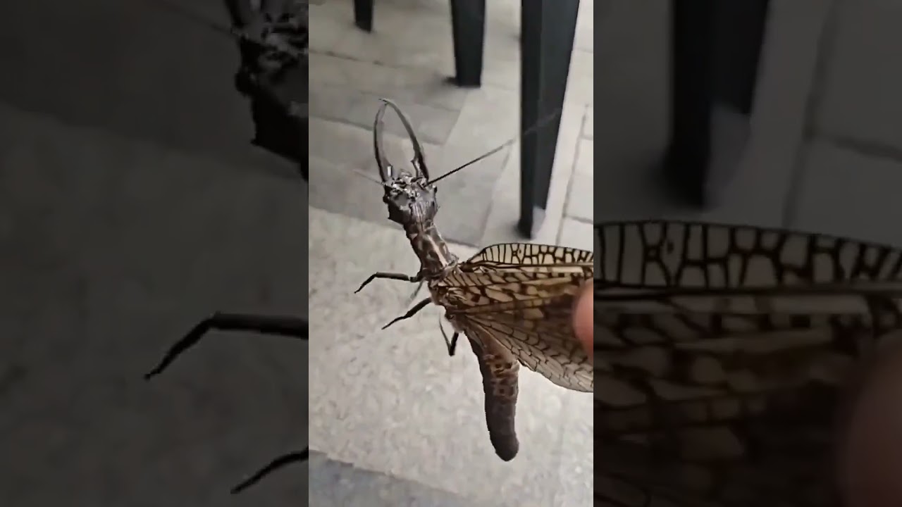 Meet the Corydalidae, the largest flying insect the size of a sparrow!These giants top the list