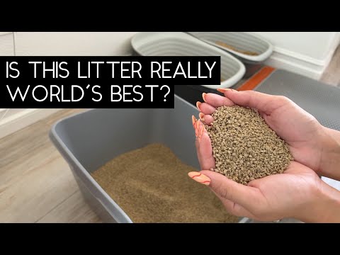 WORLD'S BEST CAT LITTER REVIEW | SVEN AND ROBBIE