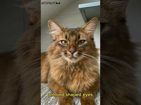 Somali Cat : a breed known for their long fluffy coats and distinctive bushy tails