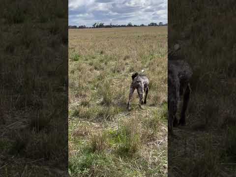 1 dog holding point on 2 quail @TheFlush