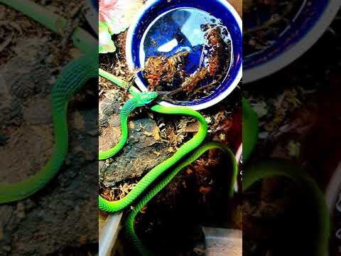 African green bush snake eating anole **live feeding**