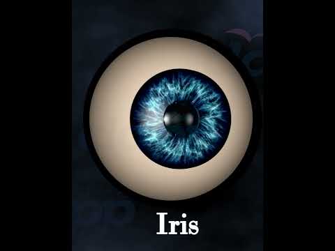 Human Eye Cornea and iris