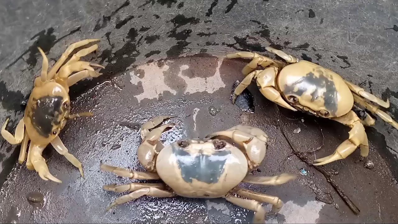 hunting cute animals, crabs, looking for and catching crabs, Yuyu sawah