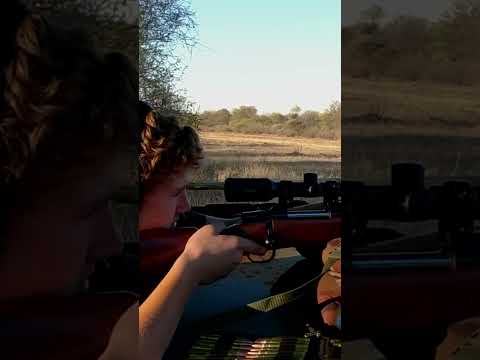 375 H&H Magnum recoil... #hunting #shooting #cz550 #kahleshelia #africansafari #stalking #hunter