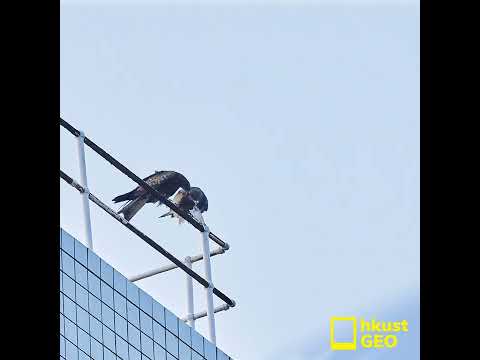 HKUST GEO: Bird