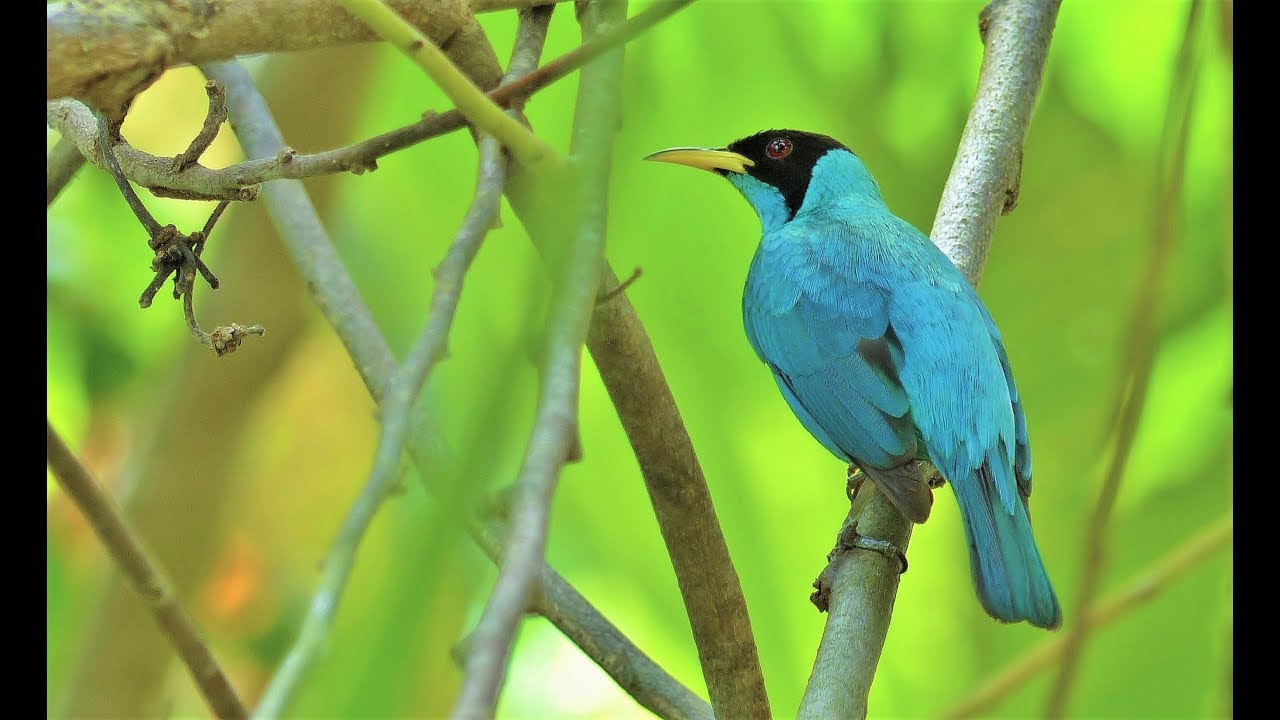 Green Honeycreepers HD