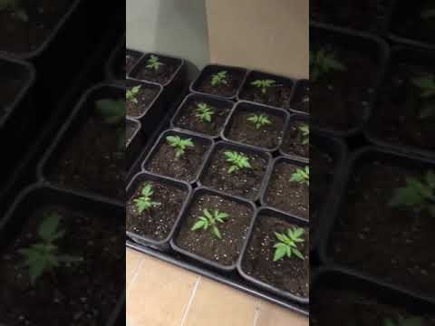 Amnesia Haze 1st week