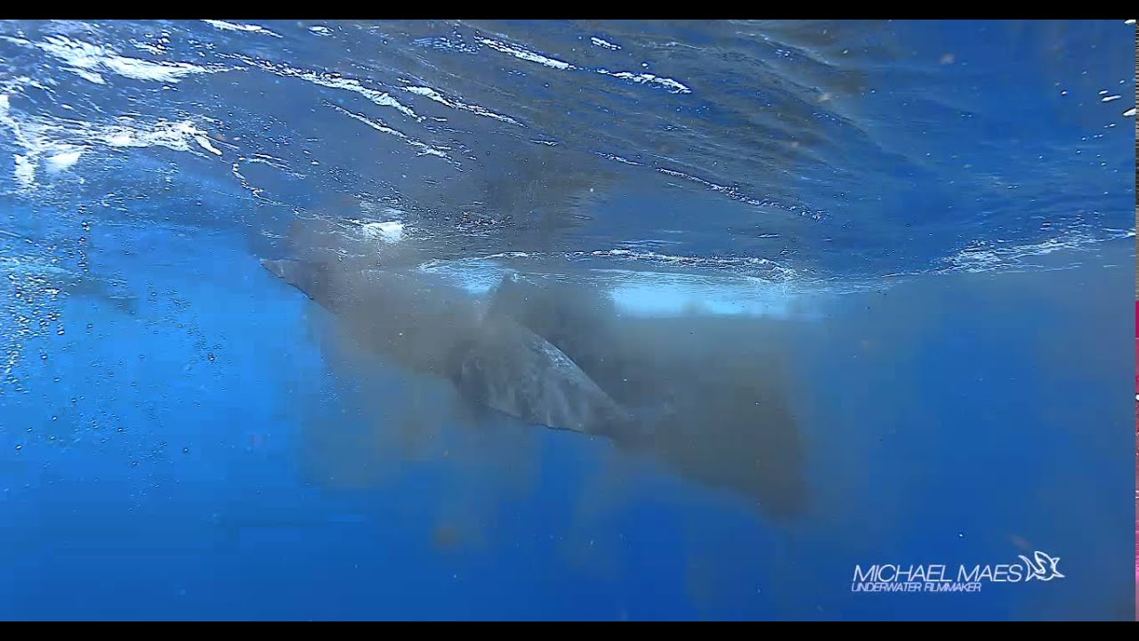 Dominica Sperm Whale - Inking Behavior