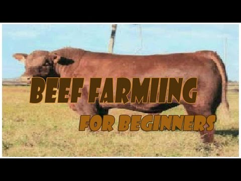 Beef Farming For Beginners | How To Raise Livestock