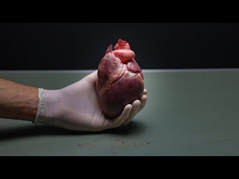 Dissection of the Heart: An Introduction