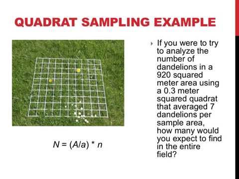 Quadrat sampling and population dispersion