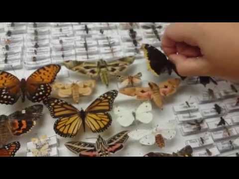 Insect Storage Box - Insect Box Latest Price, Manufacturers & Suppliers