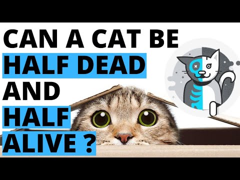Can A Cat Be Half Dead And Half Alive? | Schrodinger Cat Experiment Explained | Quantum Physics
