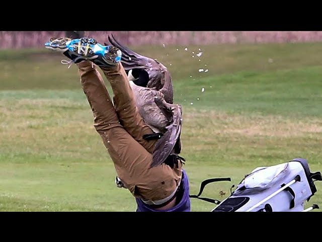 Watch: Man continues playing golf amidst two pythons engaged in a duel ...