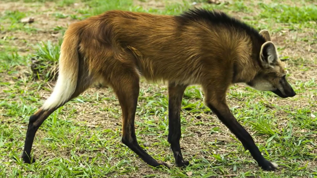 MANED WOLF's World