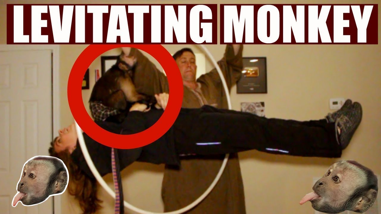 Levitating Monkey! Special Head