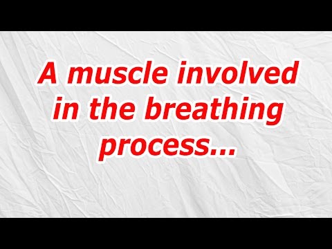 A muscle involved in the breathing process (CodyCross Answer/Cheat)